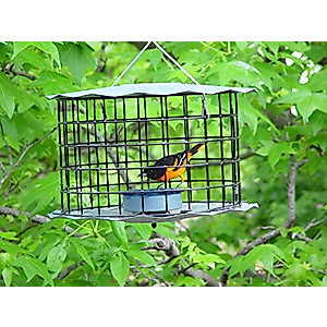 Erva Bluebird Feeder - Includes Meal Worm Cup - Designed to Keep Squirrels Out - Made in The USA