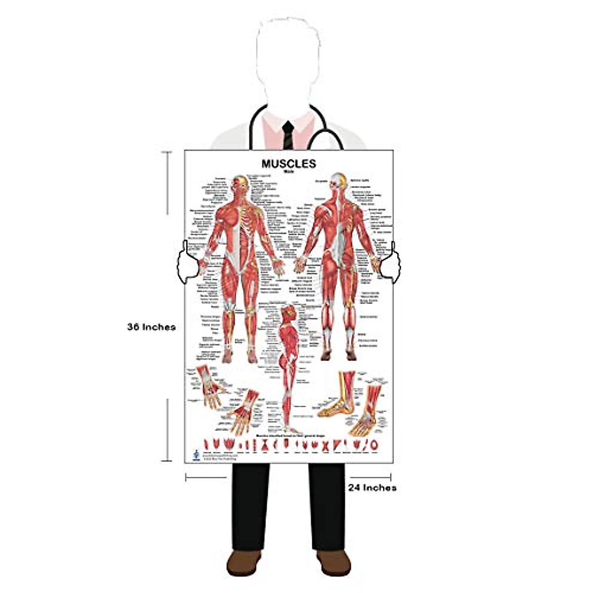 Skeletal System and Male Muscle Poster Set 24 x 36 inch, Extra Pocket Size Muscle Cards, Marker and Eraser Compatible