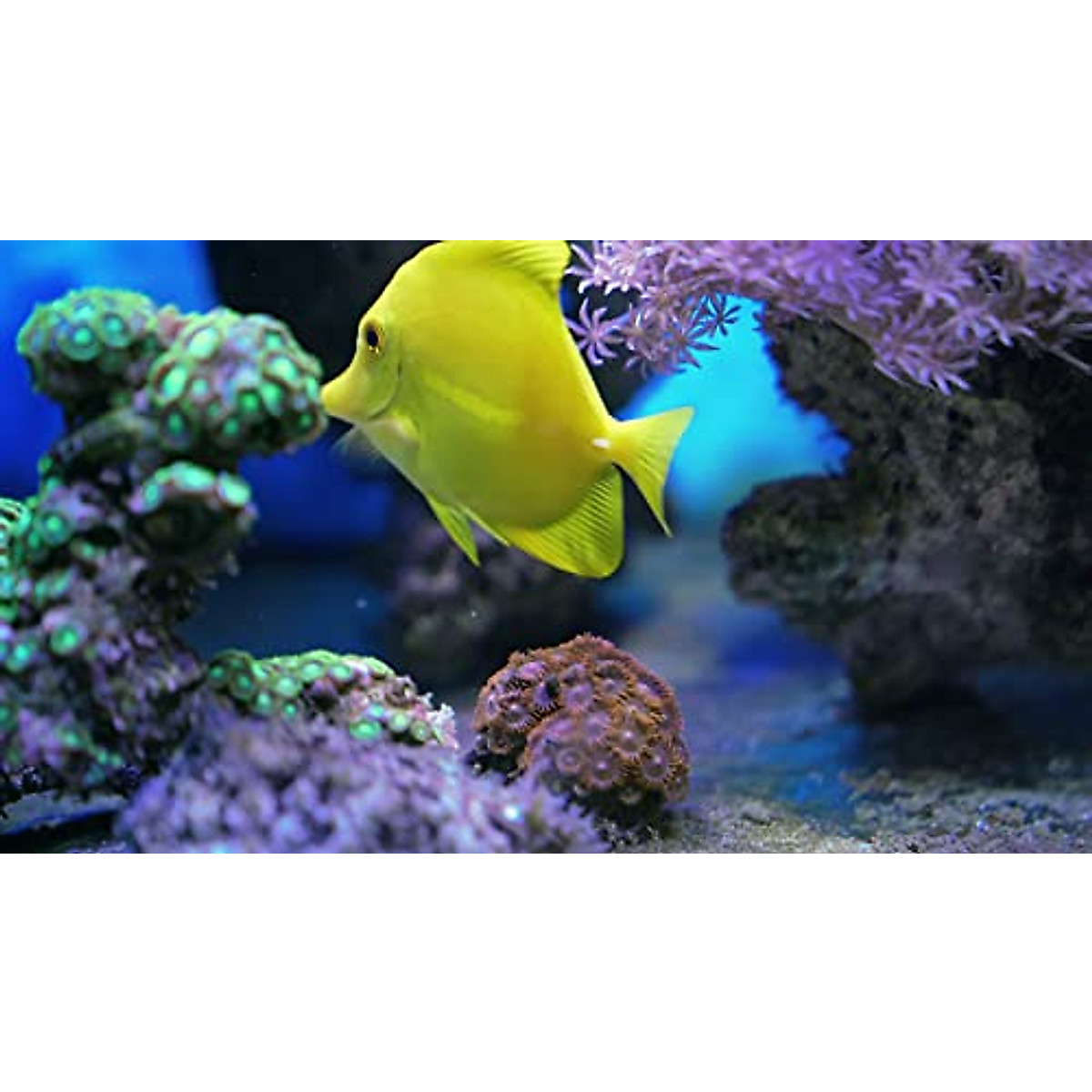 Standard Fusion Standing Aquarium Thermometer, Pack of 3