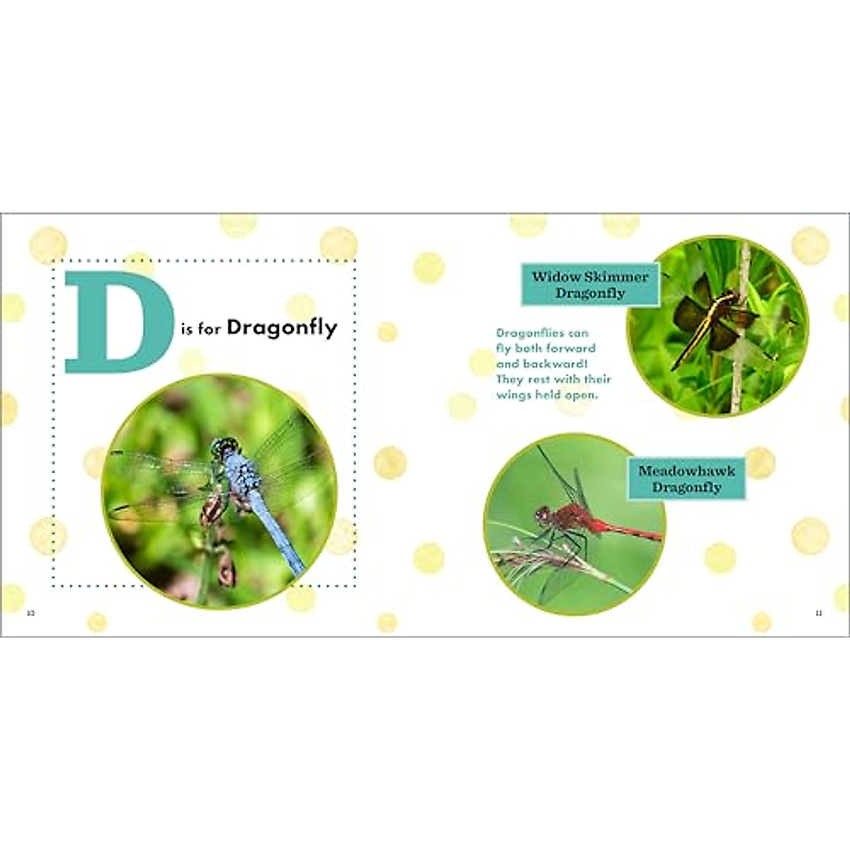 ABC Bug Book for Kids