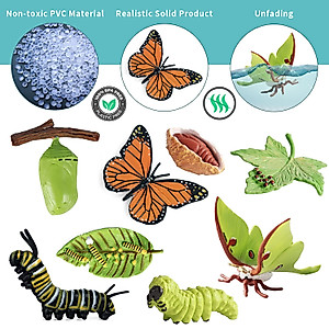 iftnotea 8PCS Monarch Butterflies Life Cycle Toy Figurines for Kids with Actias Ningpoana Figure - Caterpillar to Butterfly Kit Growth Montessori Toy for 3 4 5 6 Years Old