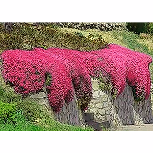 2000+ Red Creeping Thyme Seeds for Planting Thymus Serpyllum - Heirloom Ground Cover Plants Easy to Plant and Grow - Open Pollinated