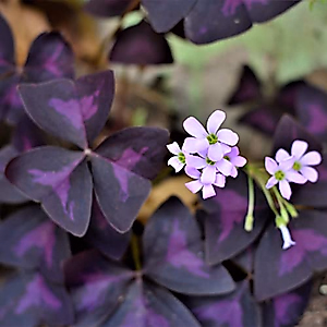 Easy to Grow Oxalis Triangularis 'Purple Shamrocks' Plant Bulbs (20 Pack) - Dark Purple Foliage & Light Pink Flowering Blooms for Indoor or Outdoor Gardens