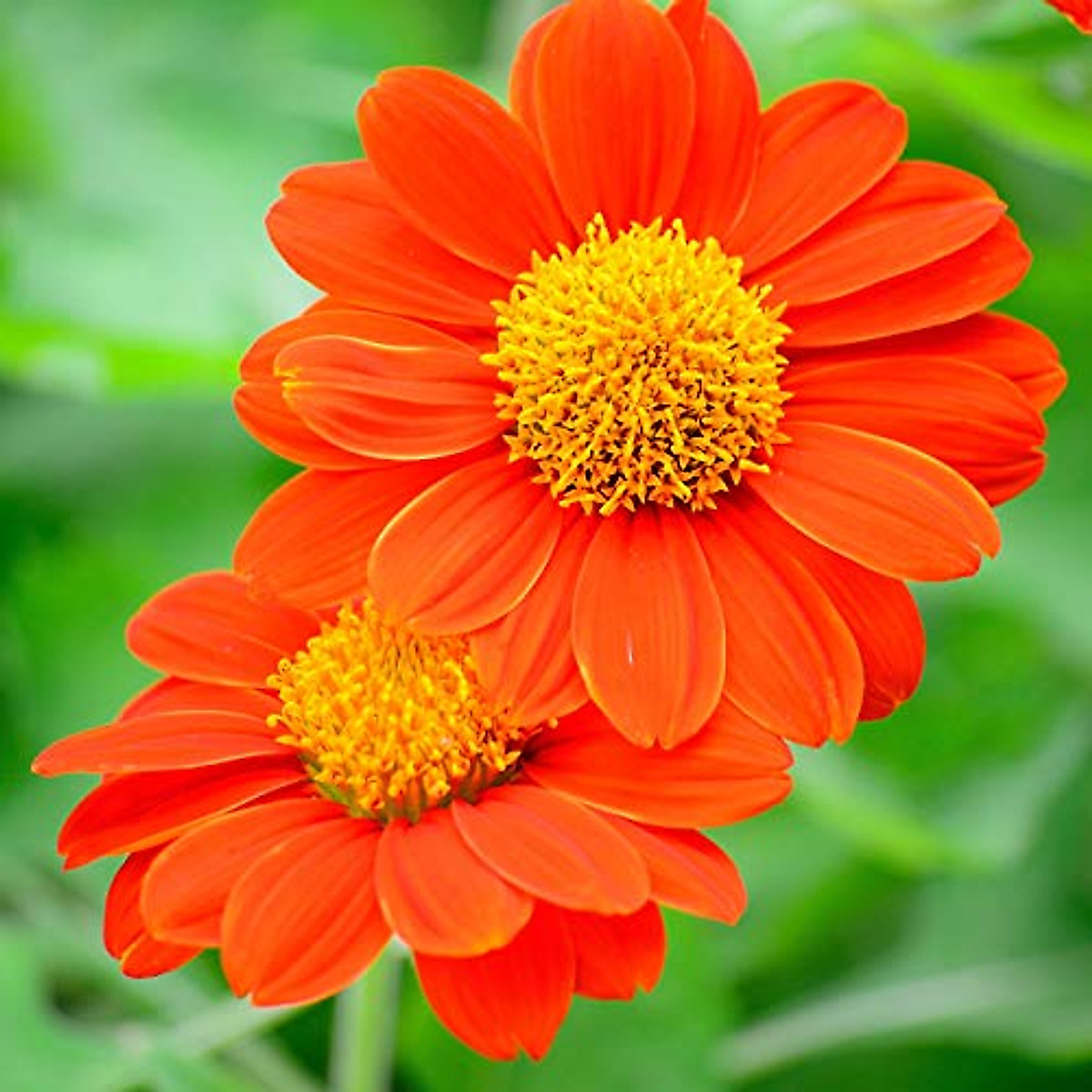 Outsidepride Orange Tithonia Mexican Sunflower Garden Cut Flower Plant - 500 Seeds