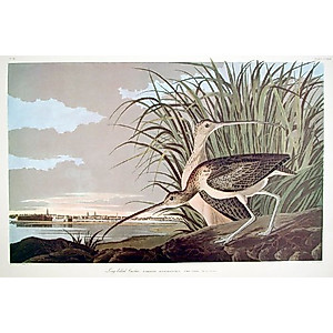 Long-billed Curlew. From"The Birds of America" (Amsterdam Edition)