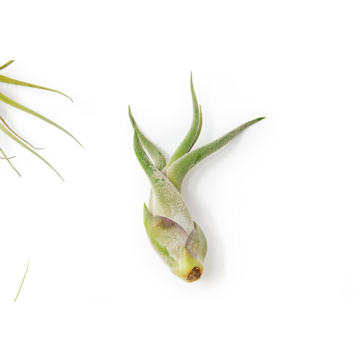 5 Pack of Classic Air Plants Variety - Live Succulent House Plants - Available in Wholesale and Bulk - Home and Garden Decor - Easy Care Indoor and Outdoor Plants