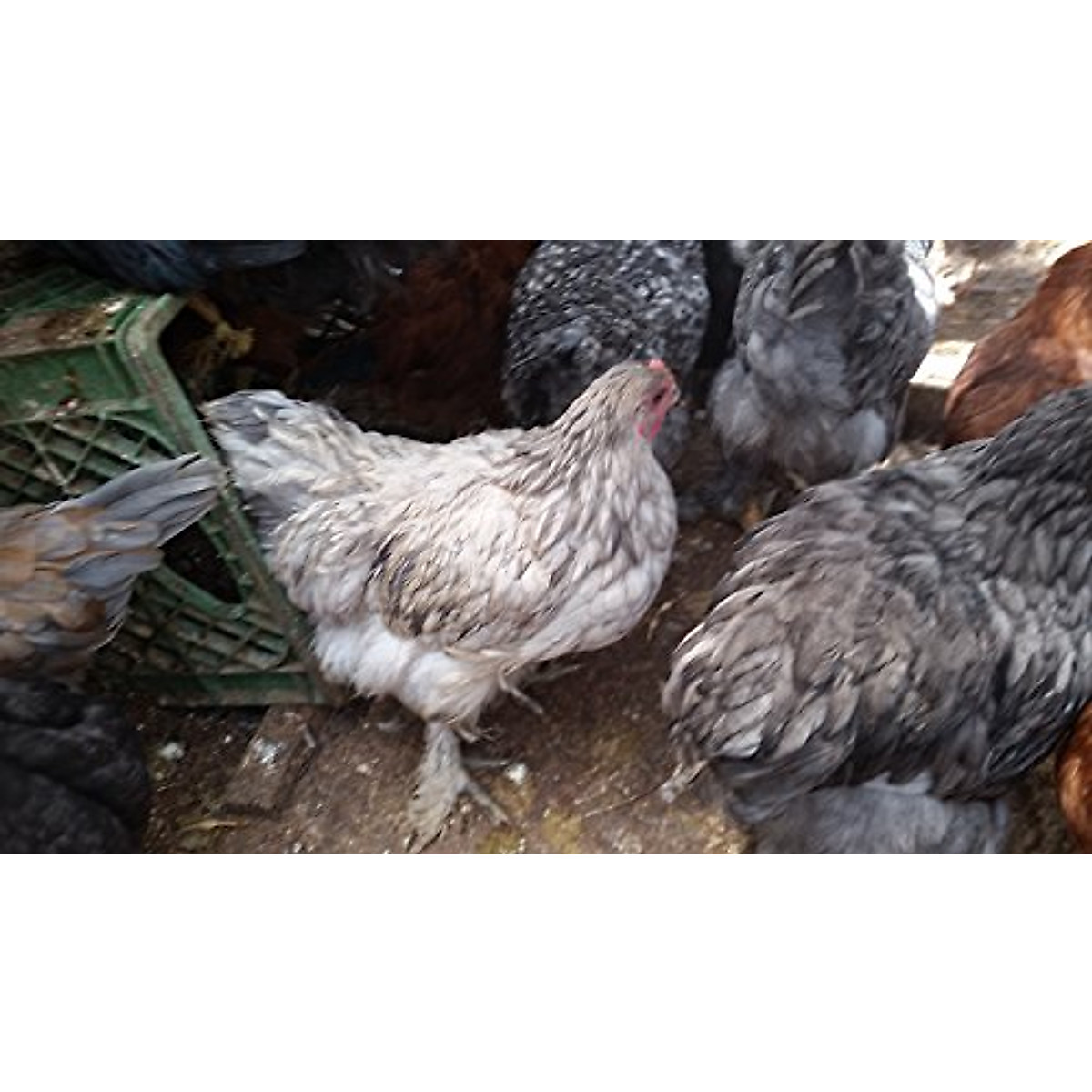 6 Fertile Chicken Hatching Eggs
