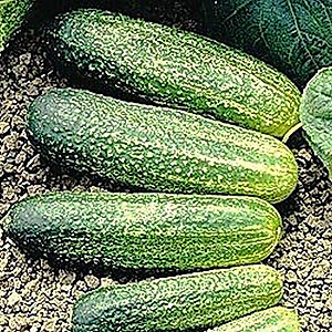 Miss Pickler F1 Cucumber Seeds - Excellent Choice for Home Gardens. Delicious(100 - Seeds)