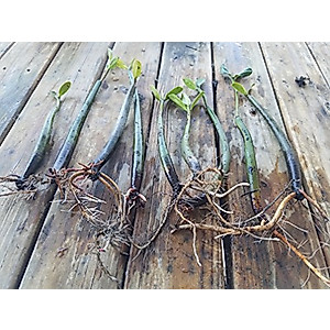 5 LIVE Mangroves - Red Mangrove Seedlings - Filtration, Aquarium, Reef, Tank, Saltwater, Aquatic, Plants