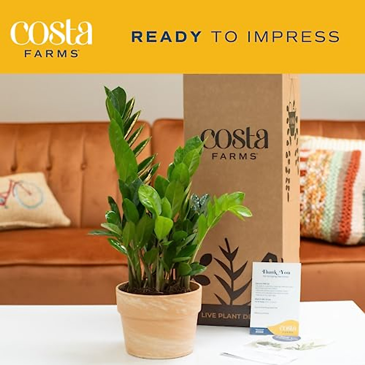 Costa Farms ZZ Plant, Live Indoor Houseplant Potted in Nursery Pot, Easy Care Air Purifier in Potting Soil Mix, Housewarming, Birthday, Tabletop, Room, Office Decor, 12-Inches Tall