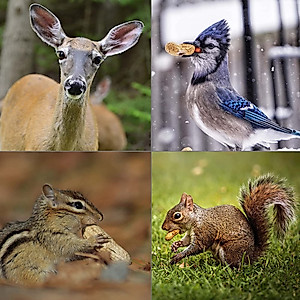 Wildlife Elements Peanut Party in-Shell Peanuts for Birds, Squirrels, Wild Animal Food, 25 Pound Bag