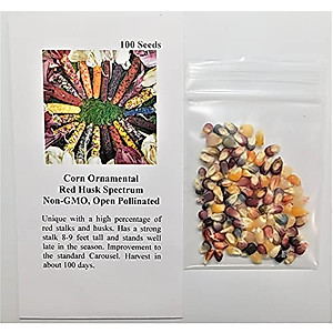 David's Garden Seeds Popcorn Red Husk Spectrum 7567 (Multi) 100 Non-GMO, Heirloom Seeds