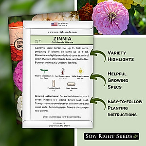 Sow Right Seeds California Giant Zinnia Seeds - Full Instructions for Planting, Beautiful to Plant in Your Flower Garden; Non-GMO Heirloom Seeds; Wonderful Gardening Gifts (4)