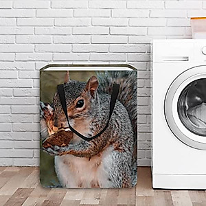 Cute Squirrel Print Collapsible Laundry Hamper, 60L Waterproof Laundry Baskets Washing Bin Clothes Toys Storage for Dorm Bathroom Bedroom