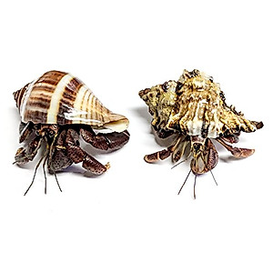 Live Pet Hermit Crab Complete Starter Kit - Shipped with 2 Live Crabs