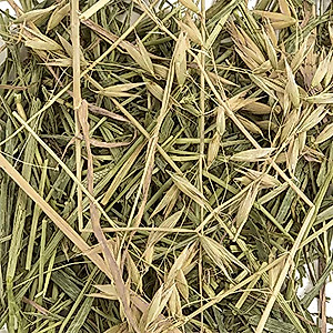 F.M. Brown's Tropical Carnival Natural Timothy Hay Craveables with Veggies, Fruits, and Oat Sprays, Foraging Treat with High Fiber for Healthy Digestion - 48 oz