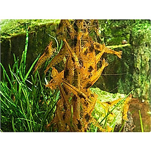 GlasGarten Shrimp Lollies - 4in1 Power Shrimp Food