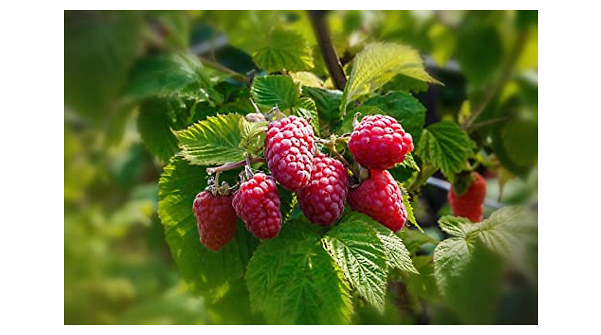 Yunaksea Loganberry Plant - Easy-to-Grow Berry for Gardens & Pots