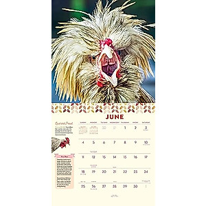 How to Speak Chicken Wall Calendar 2023: A Year of Chickens Doing What They Do & Saying What They Say