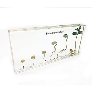 Bean Germination in Acrylic Block Lifecyle of Bean Biology Science Classroom Specimens (Bean Germination)