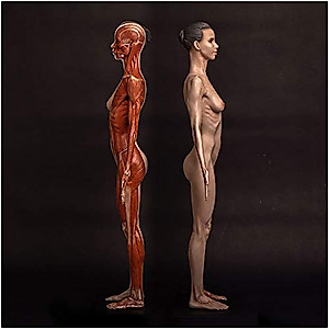 Human Anatomical Muscle Bone and Skin Model - 23.6Inch Female Anatomy Figure Human Body Musculoskeletal Anatomical Model Painting Sculpture Model for Reference Art Teaching Tools
