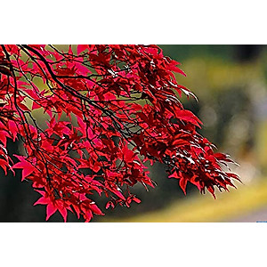 50+ Red Maple Seeds for Planting Outdoors - Heirloom Maple Tree Seeds (Acer rubrum) - Made in USA, Ships from Iowa