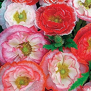 ":Double Shirley Mix" Poppy Seeds for Planting, 3000+ Flower Seeds Per Packet, (Isla's Garden Seeds), Non GMO & Heirloom Seeds, Botanical Name: Papaver rhoeas, Great Poppies for a Gift