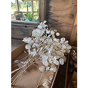 TomorrowSeeds - Money Plant Seeds - 150+ Count Packet - Non GMO USA Lunaria Annual Honesty Silver Dollar Plant Wildflower Garden Flower