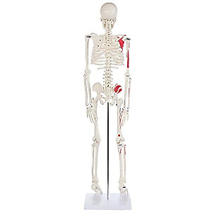 Anatomy Lab Half Life Size Painted and Numbered Human Skeleton Model, 35" Anatomical Replica with Muscle Insertion and Origin Points, Removable Skull Cap & Jaw, Durable Stand for Display and Study