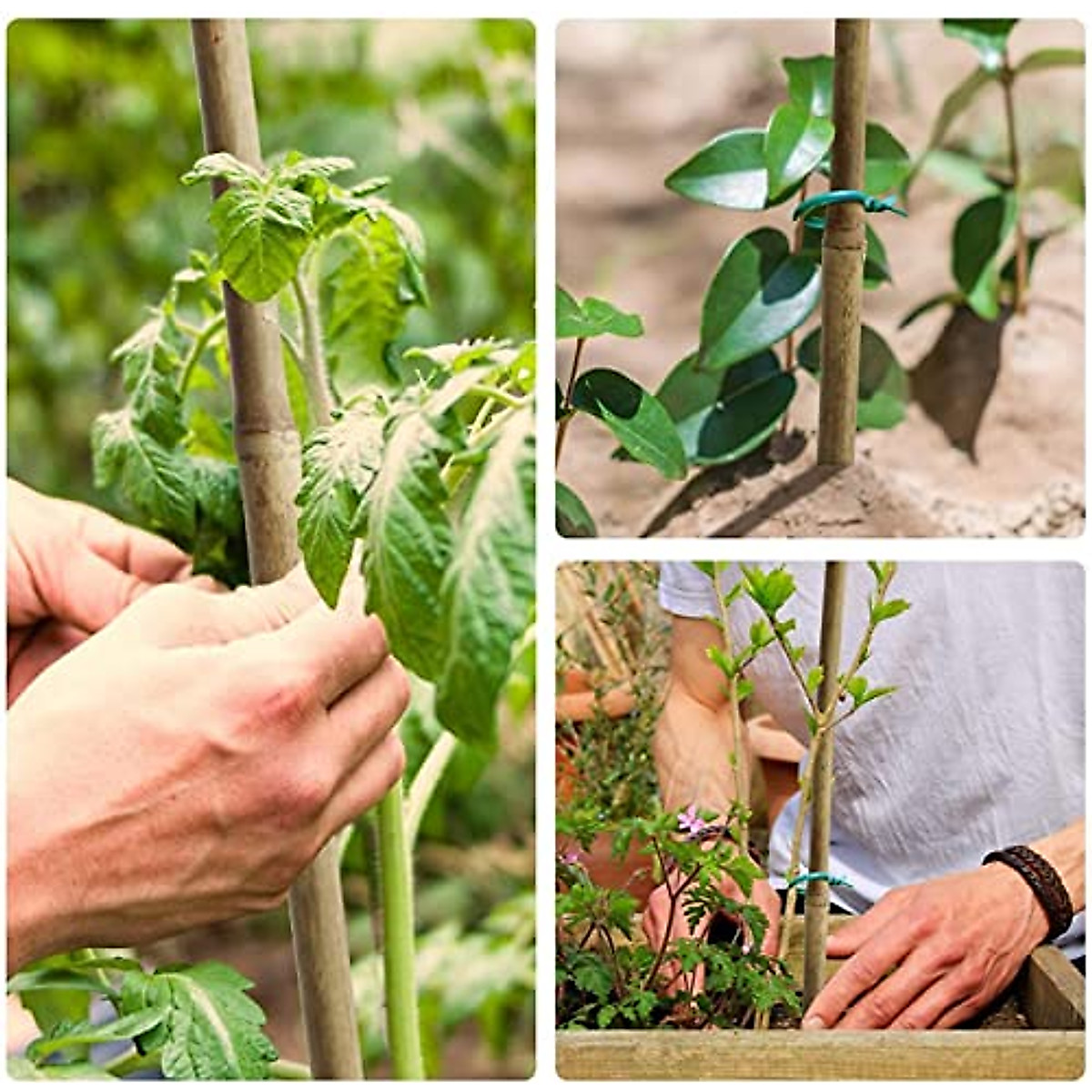 Jollybower 3/4" D Thicker Heavy Duty Bamboo Stakes,6FT Plant Stakes,Natural Garden Stakes for Tomato,Bean,Flowers,Trees Potted and Climbing Plant Support-Pack of 9 Bamboo Stick