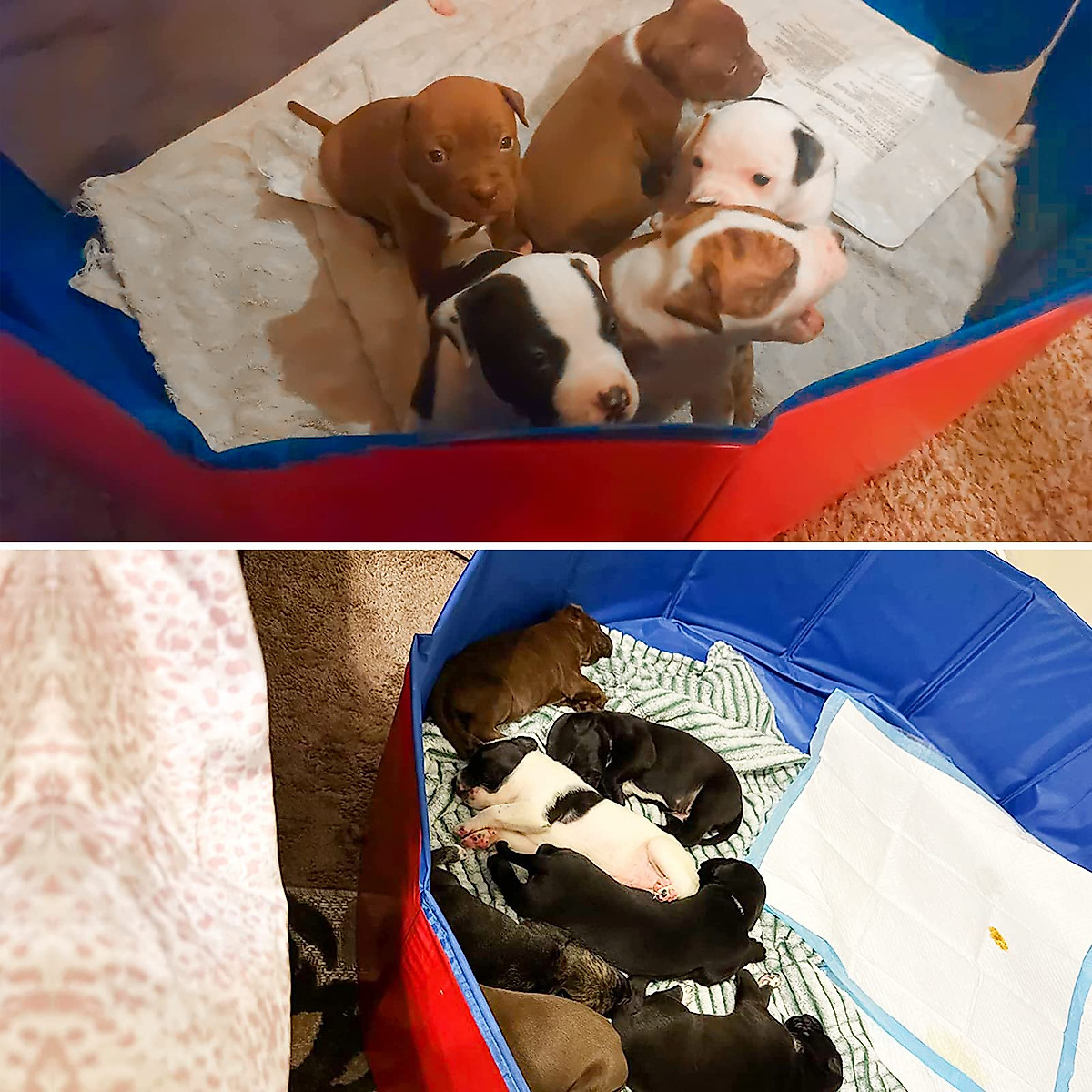 Artilife Whelping Pen for Dogs,Whelping Box for Dogs and Puppies,Dog Birth Supplies,Portable Whelping Pool Whelping Box,Whelping Box for Small Dogs(32" Dia.x8 H)