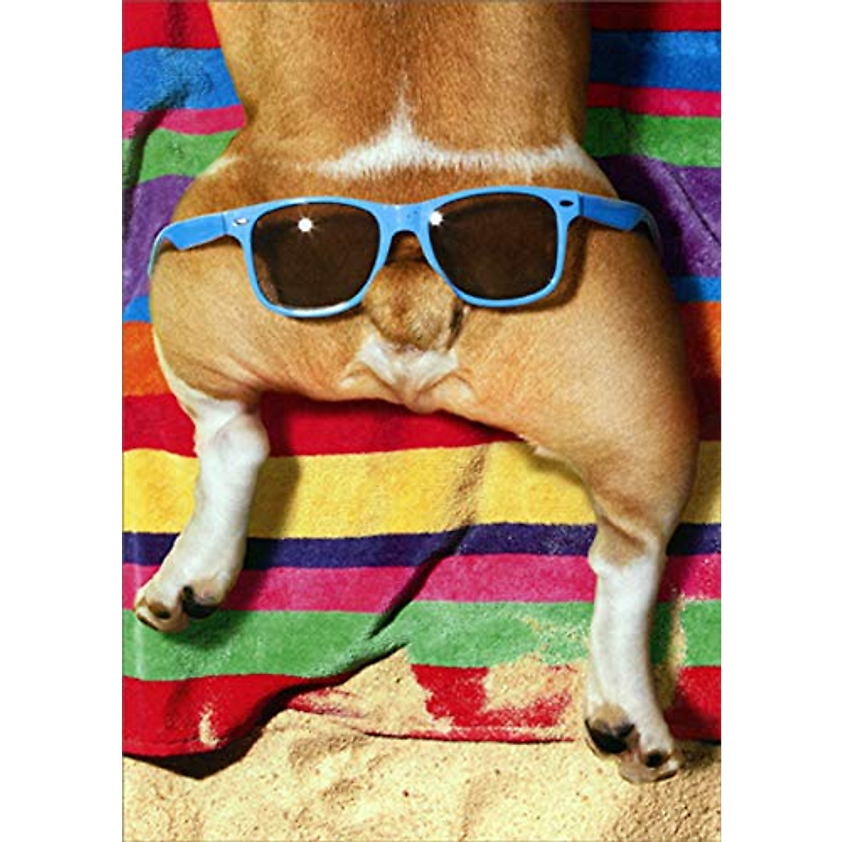 Avanti Dog with Glasses On Butt Funny/Humorous Belated Birthday Card