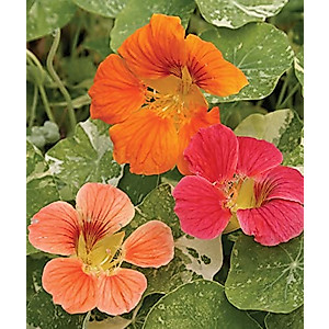 Burpee Alaska Mix Nasturtium Seeds 125 seeds
