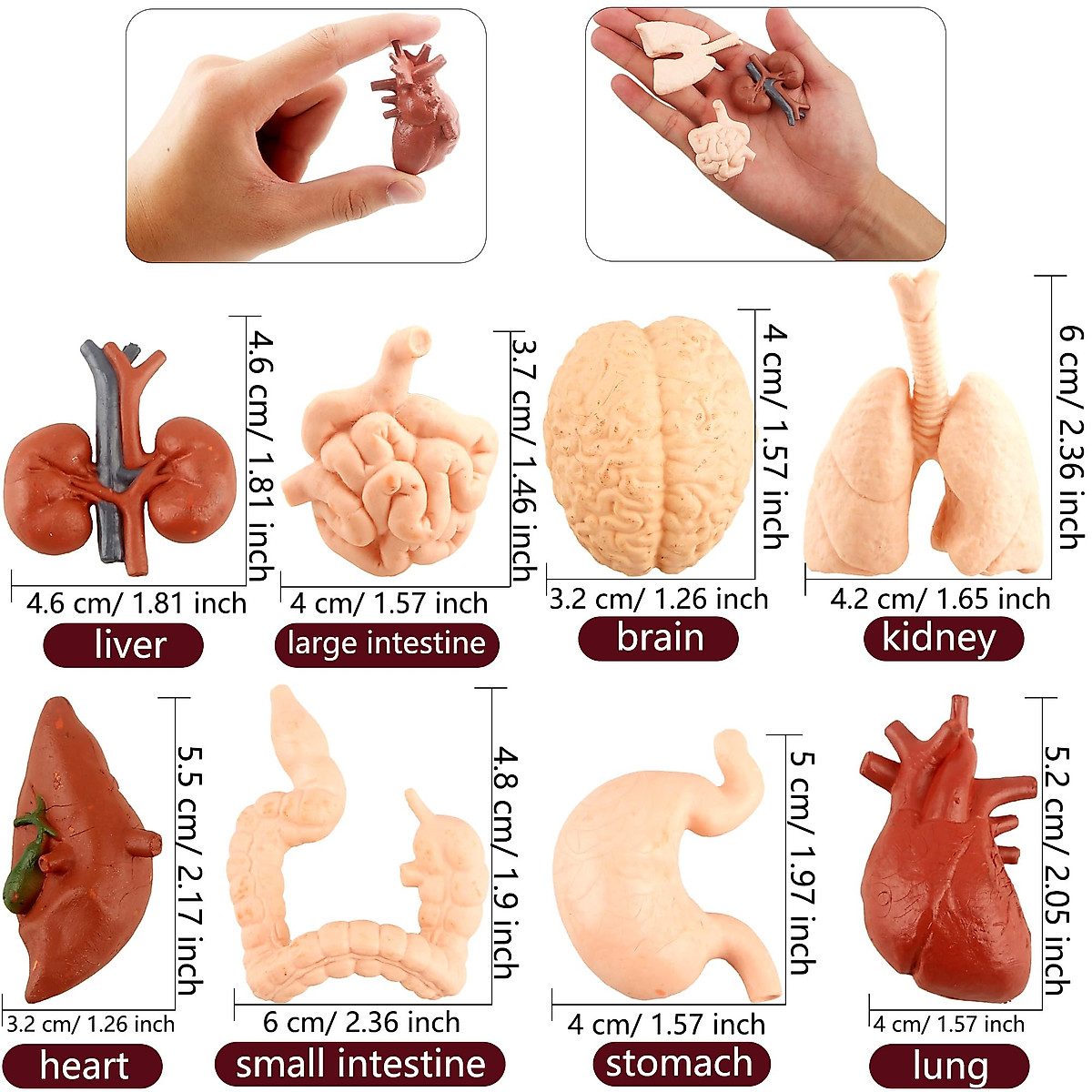 SGBETTER 16 Pack Human Organ Model Human Anatomy Toy Halloween Fake Simulation Human Body Parts for Kids Physiology Study Tools Halloween Decor, 8 Styles