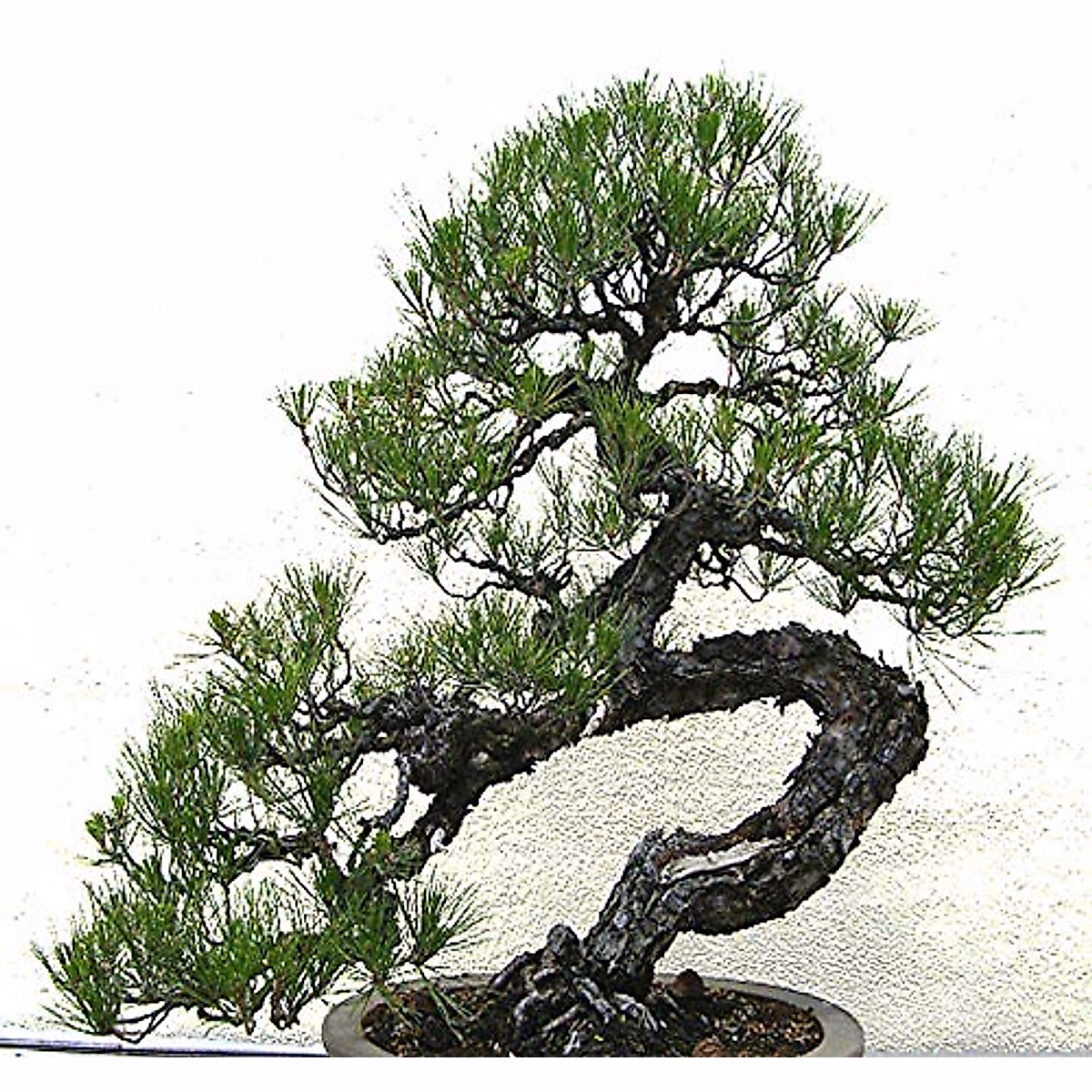 Big Pack Bonsai Tree Seeds - Japanese Black Pine Tree (150 Seeds), Pinus thunbergiana Pine Tree Seeds - Non-GMO Seeds by MySeeds.Co (Big Pack - Japanese Black Pine)