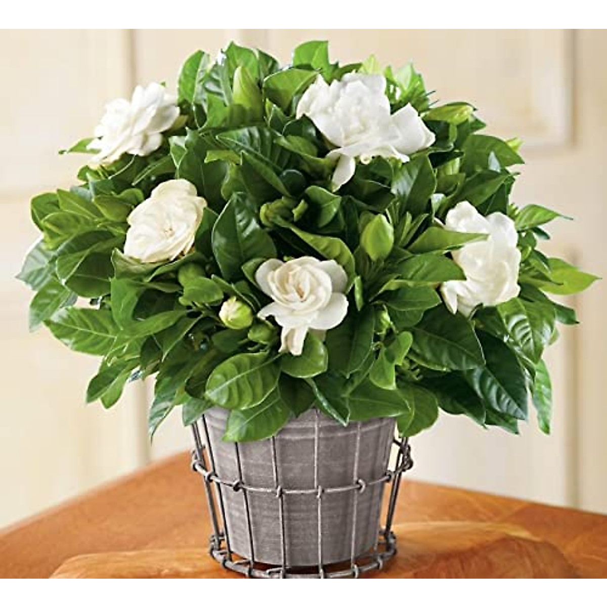 200+ Gardenia Seeds(Cape Jasmine) for Home Garden Planting