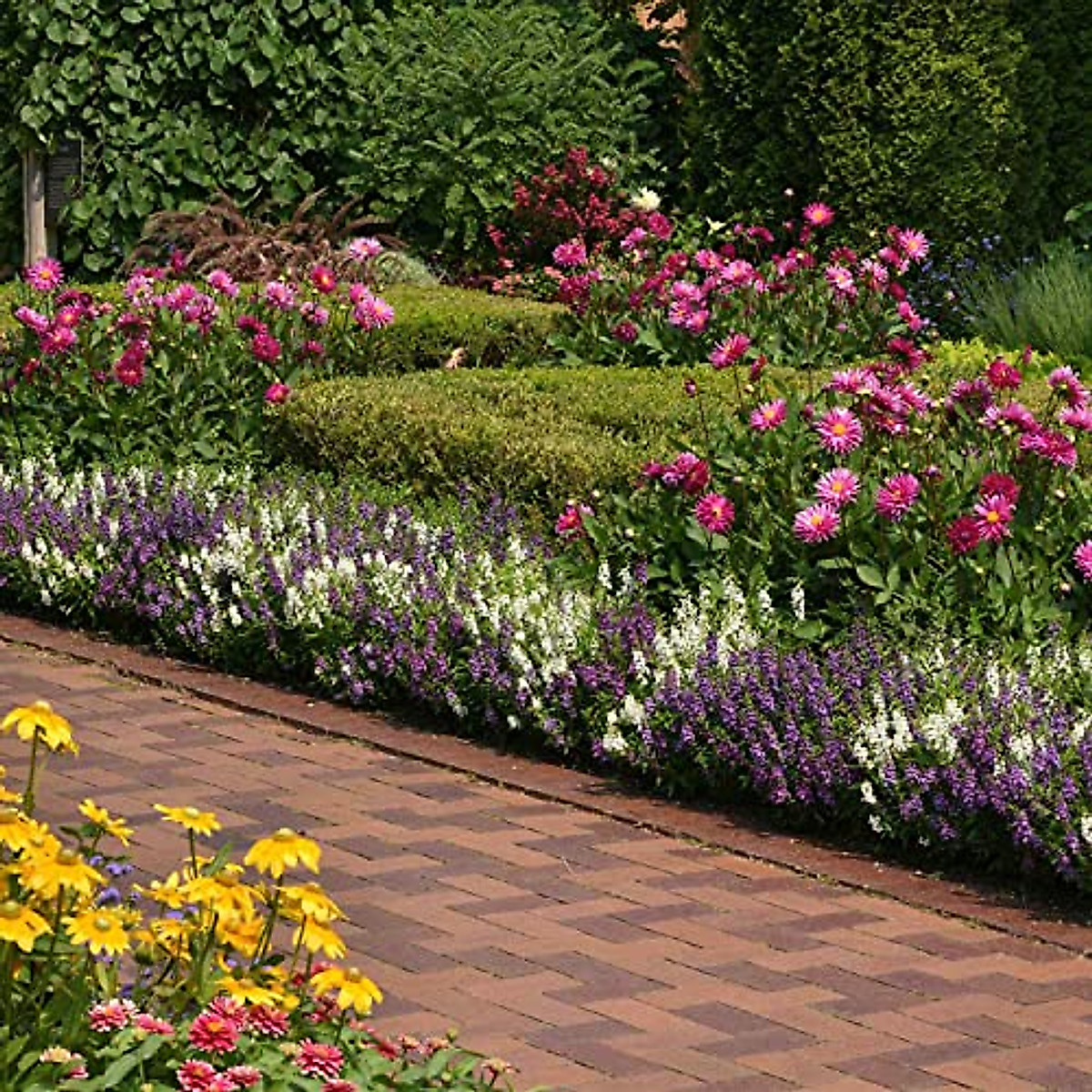 Outsidepride Angelonia Serena Waterfall Summer Snapdragon Garden Flower Seed Mix - 30 Seeds