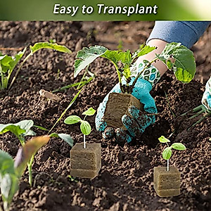 Future Way 1.5" Rockwool Cubes with Holes, Starter Plugs for Hydroponics, Easy to Transplant and Cut by Scissors, 4 Sheets of 49 Plugs, 196 Plugs Total