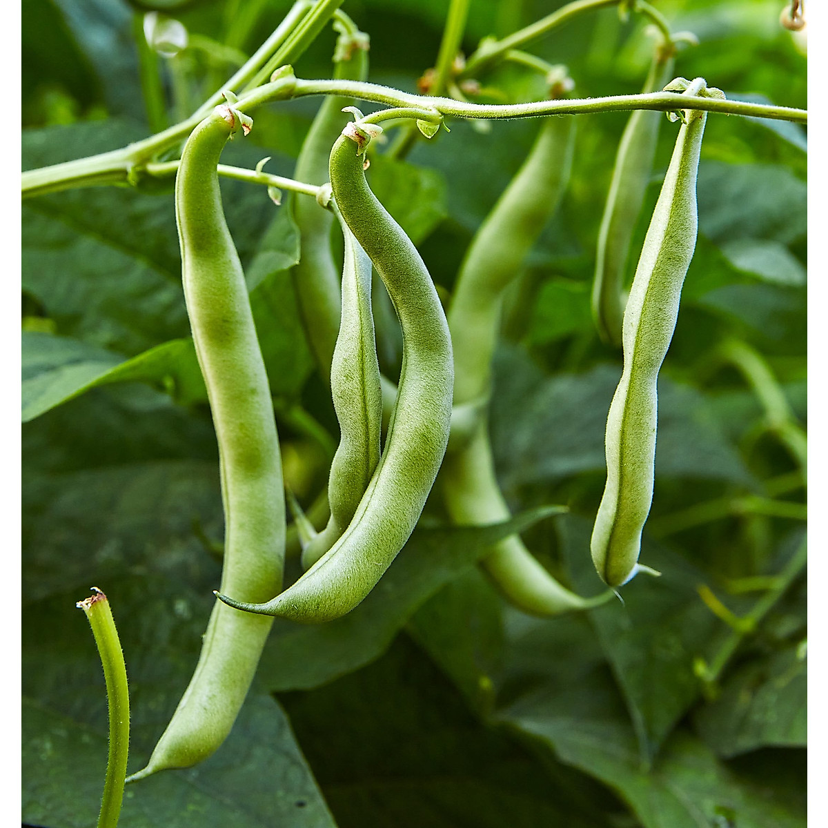 Burpee Blue Lake 47 Bush Bean Seeds 2 ounces of seed