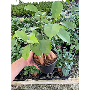 BubbleBlooms Ficus microcarpa Chinese Banyan Bonsai Tree in a 6 inch Pot