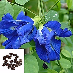 CHUXAY GARDEN 10 Seeds Blue Clitoria Ternatea,Asian Pigeonwings,Bluebellvine,Blue Pea,Butterfly Pea,Cordofan Pea,Darwin Pea Fabaceae Rare Blue Flowers Atract Butterflies Great for Garden
