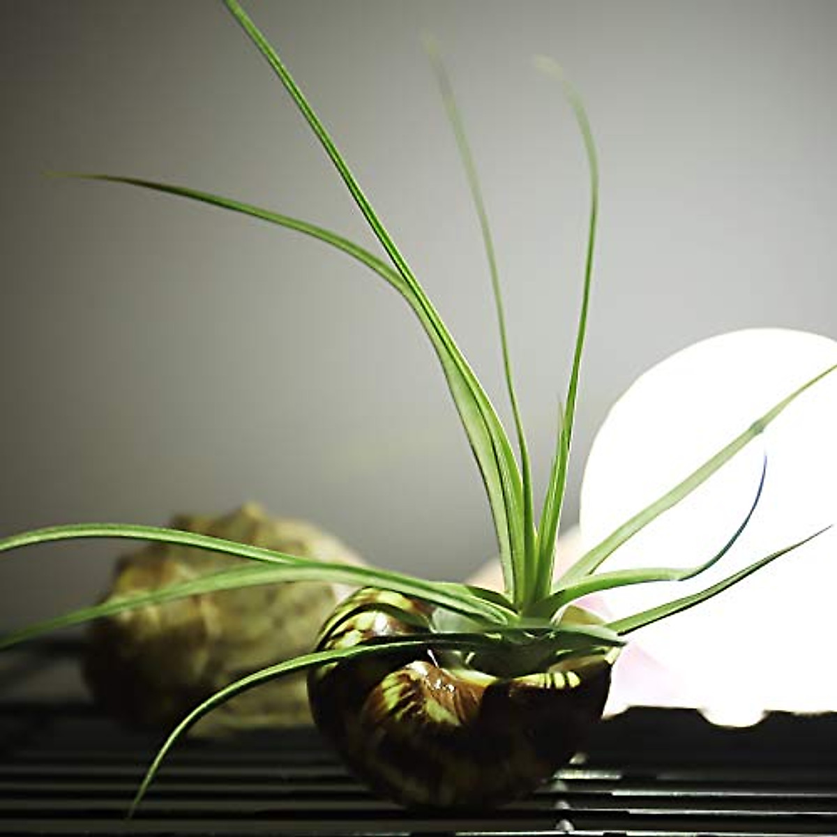 PPCLION 9 Kinds 9pcs Natural Hermit Crab Shells Turbo Sea Conch Shell for Décor, Size 1"-3.5" Opening 0.4"-1"