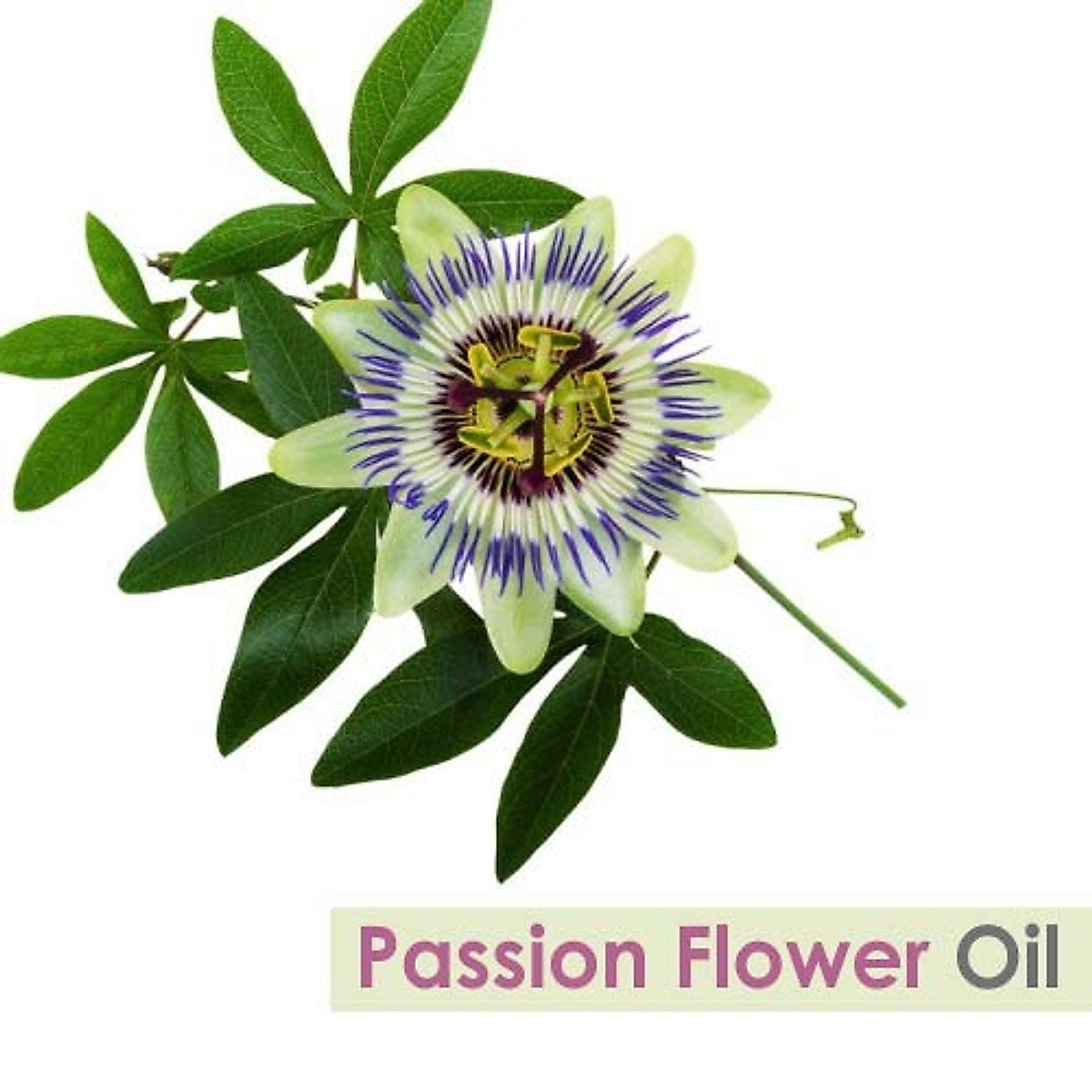 Crysalis Passion Flower (Passiflora) Oil - 0.51 Fl Oz (15ml)