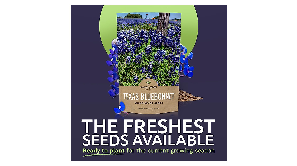 Grow Texas Bluebonnet Wildflower Seeds - Bulk 500+ Native