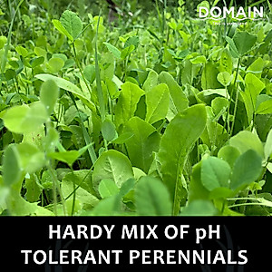 Domain Outdoor Hot Chic Food Plot Seeds for Deer, Chicory - 2 Varieties of Clover, Great to Plant in Spring or Fall, Hardy Mixture of PH Tolerant Perennials, Can Last Several Years, 1/2 Acre