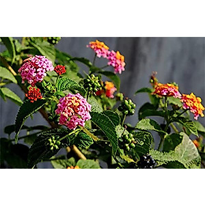 Lantana Camara Seeds Garden Ornamental Flower Plant Seeds Multi Colors 100Pcs