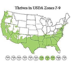 Shrub Black Mission, 1 Gallon, Lush Green Foliage with Deep Purple Figs