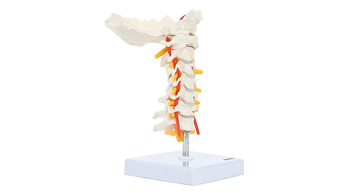 Axis Scientific Cervical Vertebra Model for In-depth Study