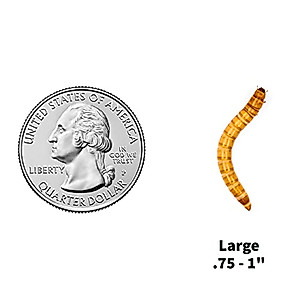 Deseret Pets Live Mealworms 500 Count Large (0.75-1")