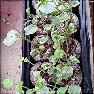 Seed Needs, Black-Eyed Susan Vine Seeds - 100 Heirloom Seeds for Planting Thunbergia alata - Cover a Fence or Trellis (2 Packs)